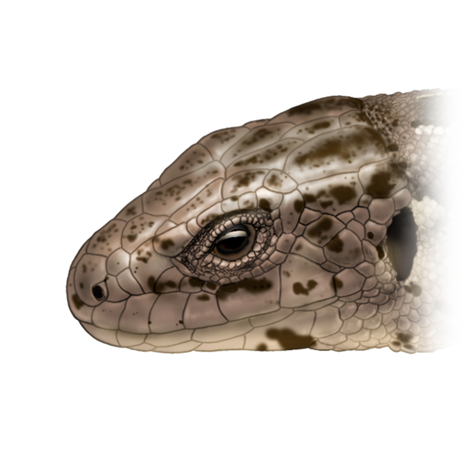 Artfakta från SLU Artdatabanken