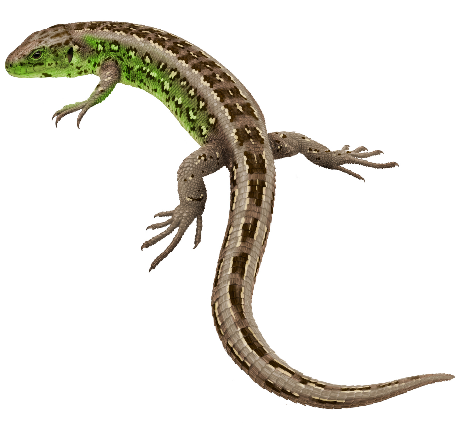 Artfakta från SLU Artdatabanken