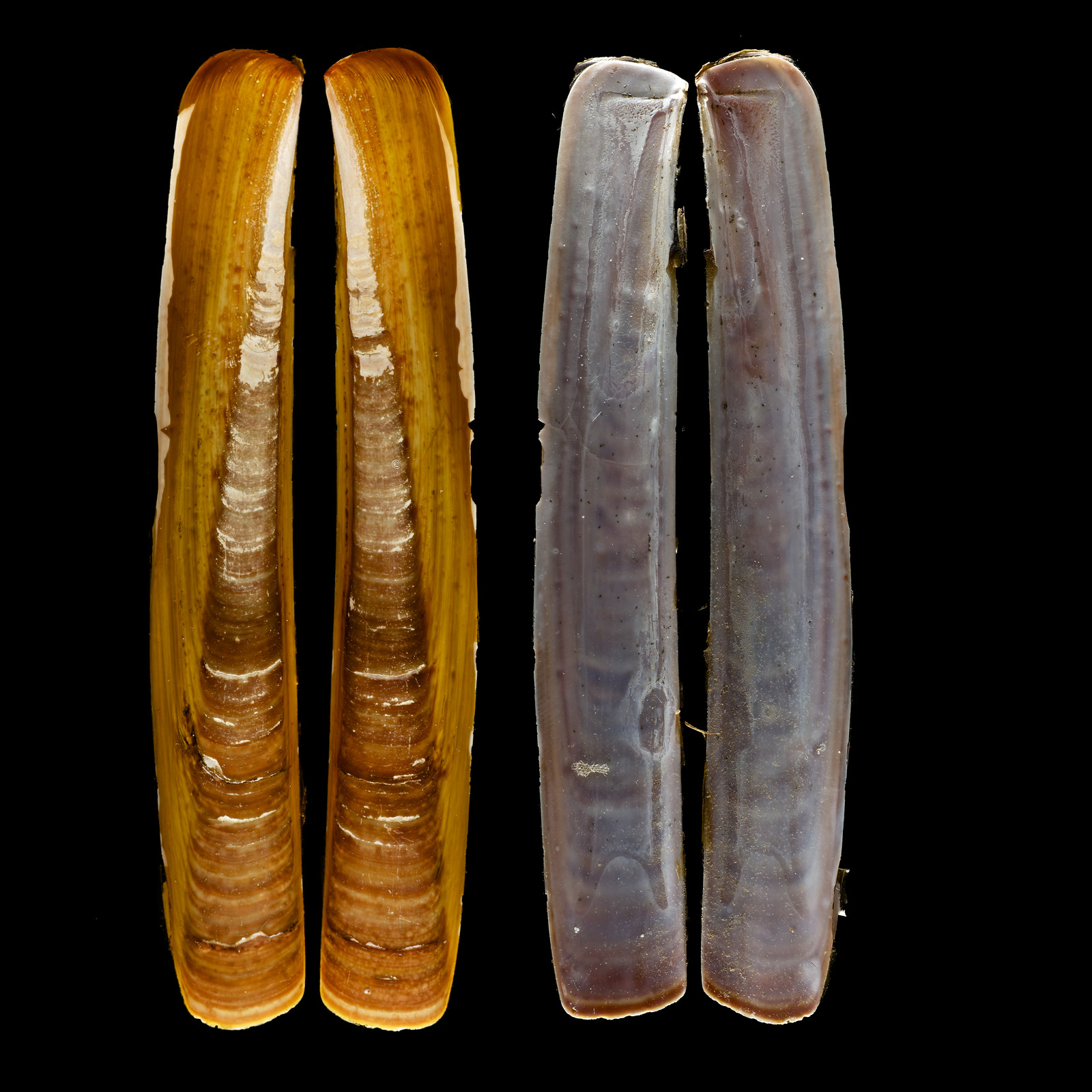 Artfakta från SLU Artdatabanken