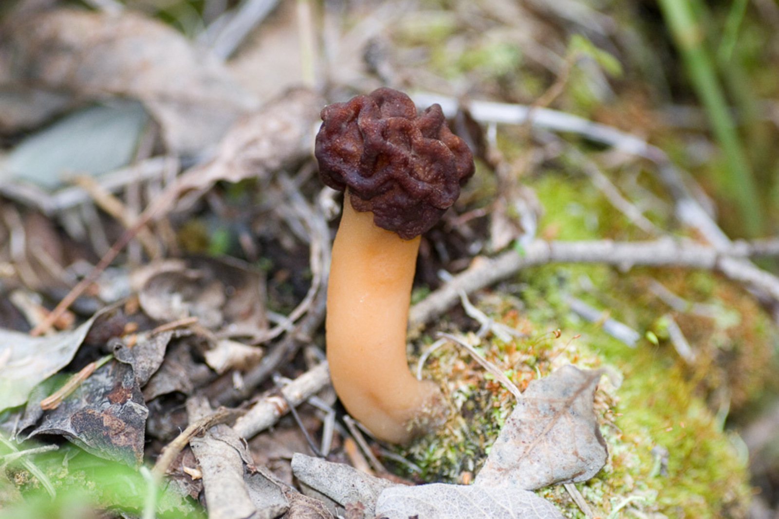 Artfakta från SLU Artdatabanken