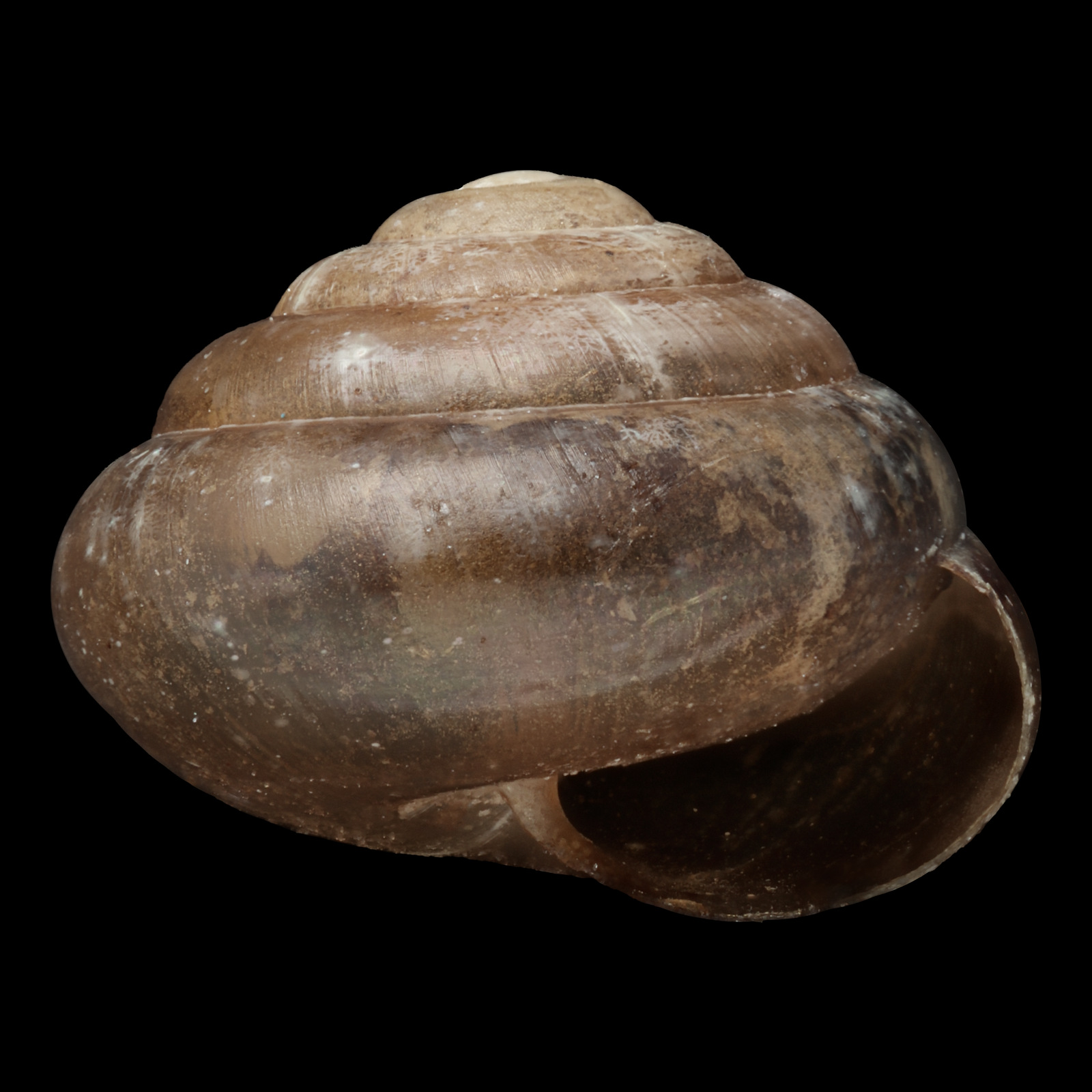 Artfakta från SLU Artdatabanken