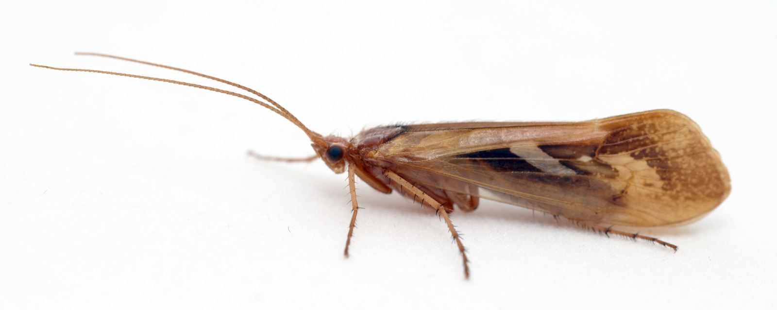 Artfakta från SLU Artdatabanken