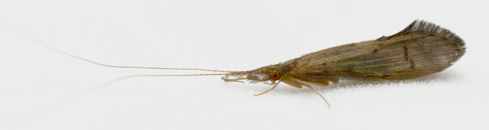 Artfakta från SLU Artdatabanken