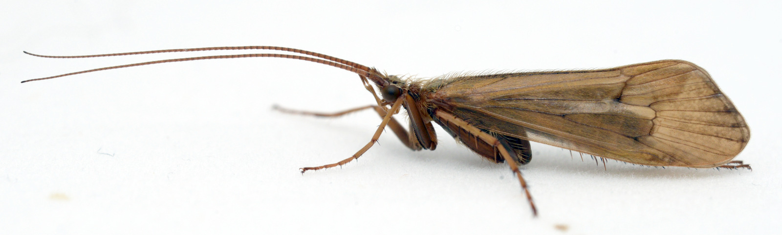 Artfakta från SLU Artdatabanken