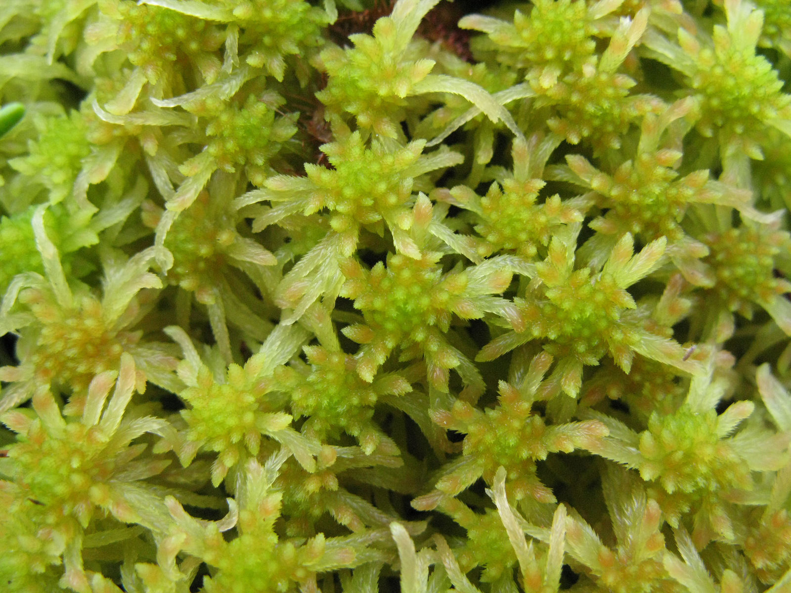 Artfakta från SLU Artdatabanken