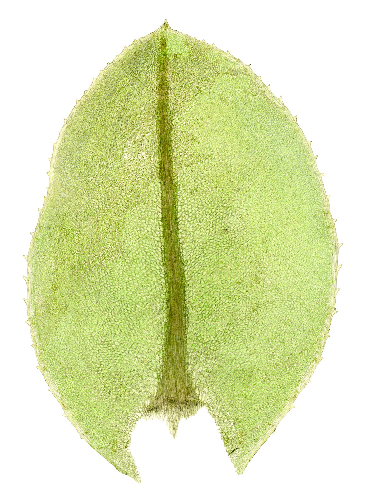 Artfakta från SLU Artdatabanken