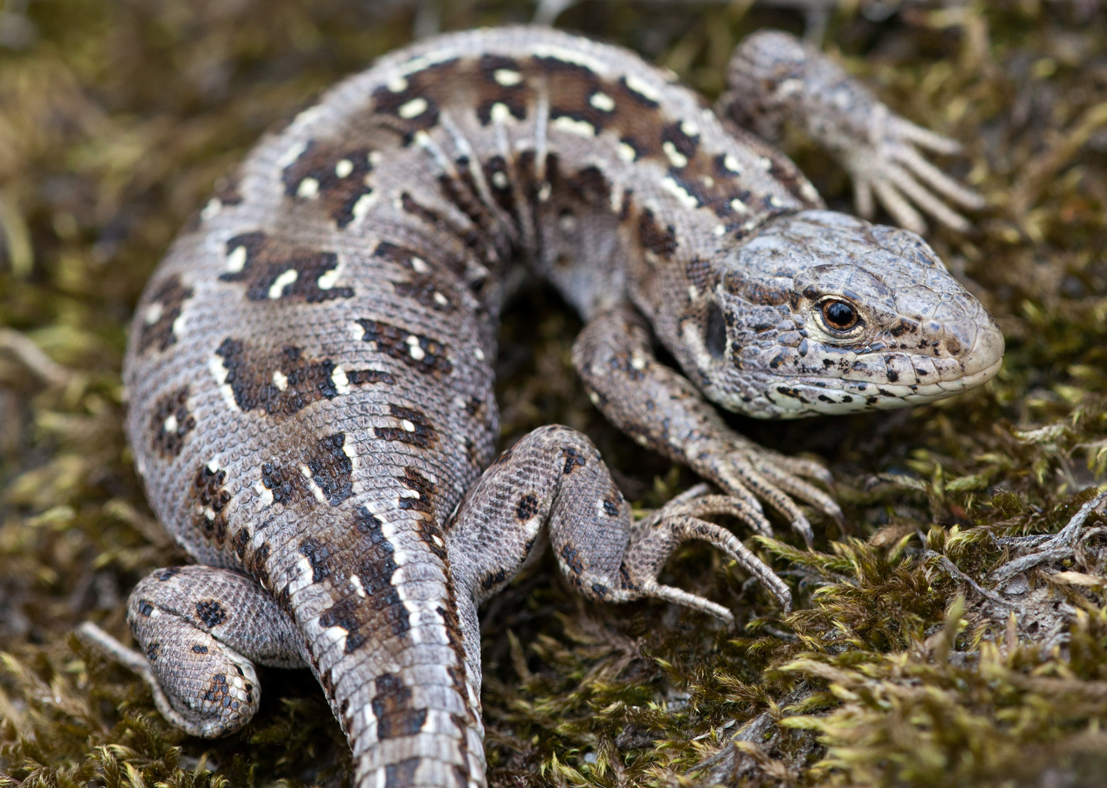 Artfakta från SLU Artdatabanken