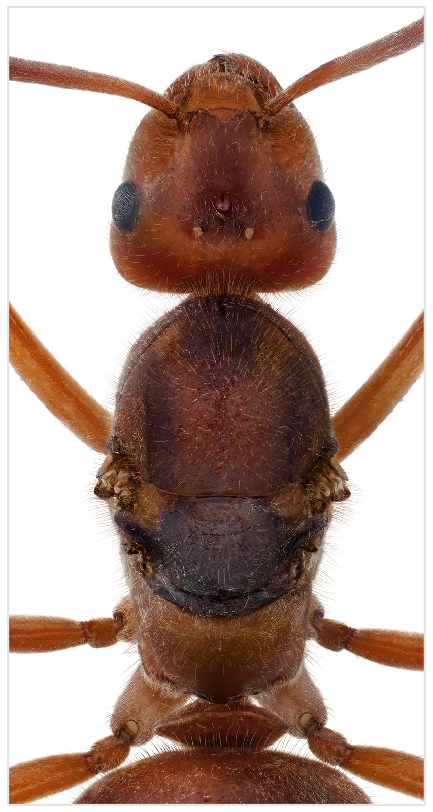 Artfakta från SLU Artdatabanken