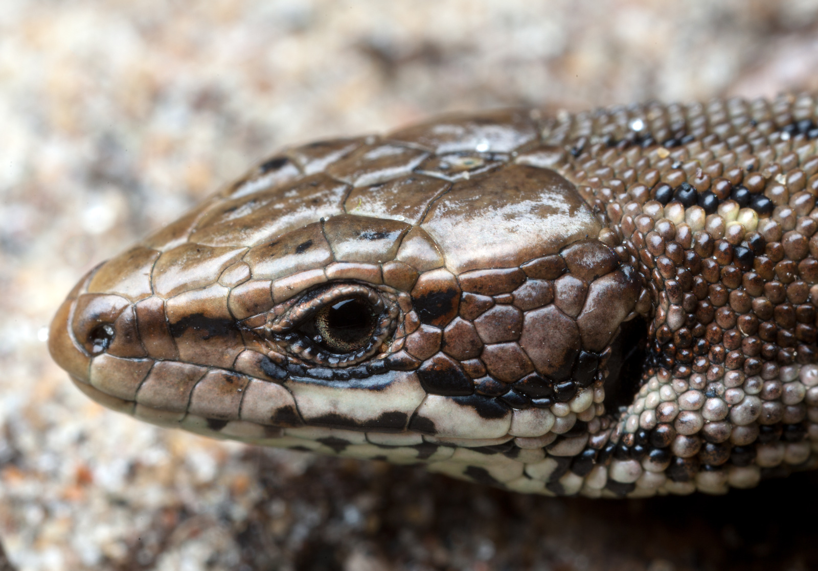 Artfakta från SLU Artdatabanken