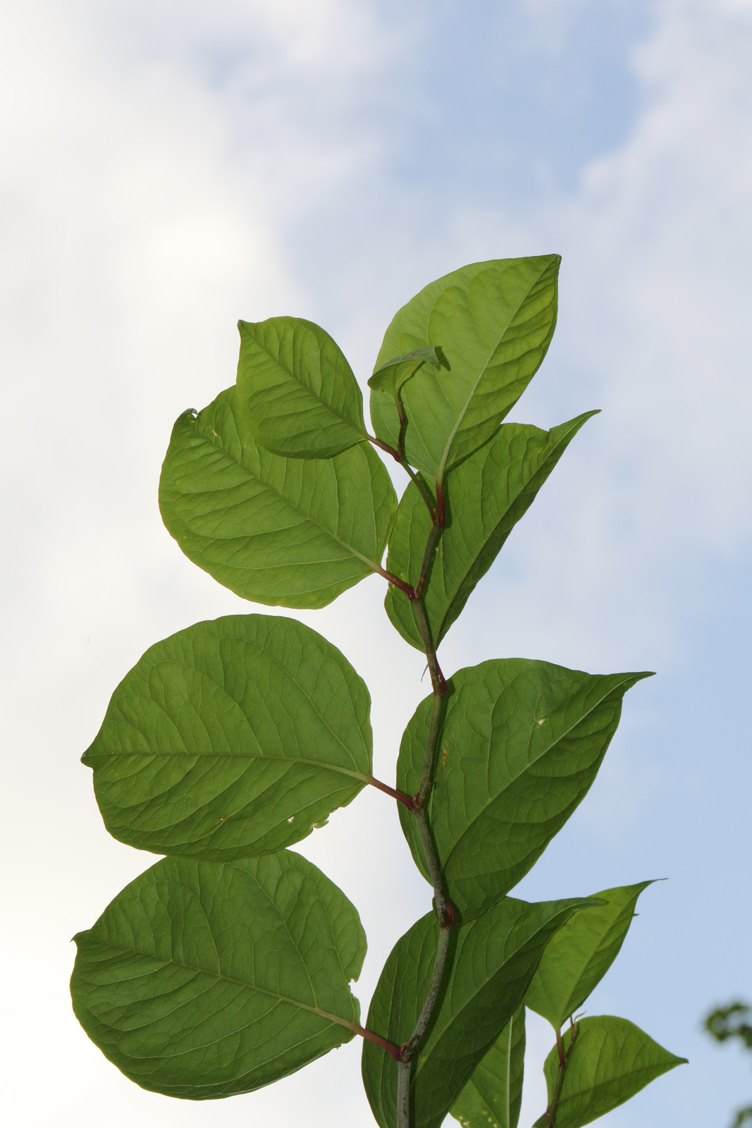 Artfakta från SLU Artdatabanken