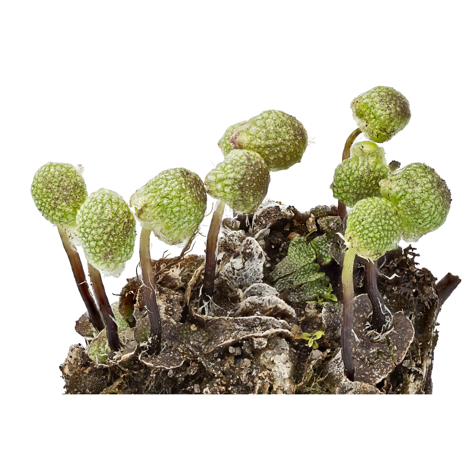 Artfakta från SLU Artdatabanken