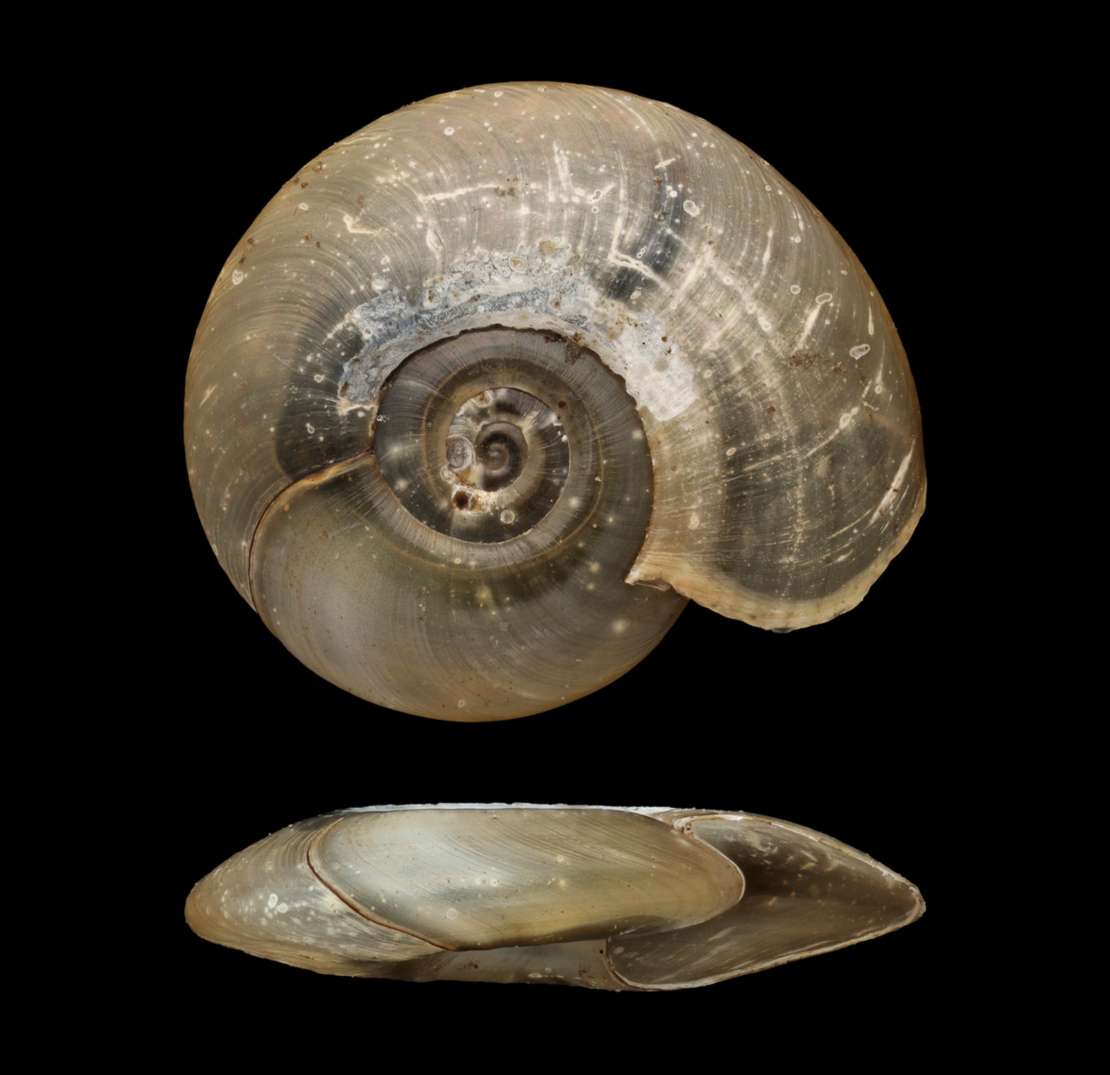 Artfakta från SLU Artdatabanken