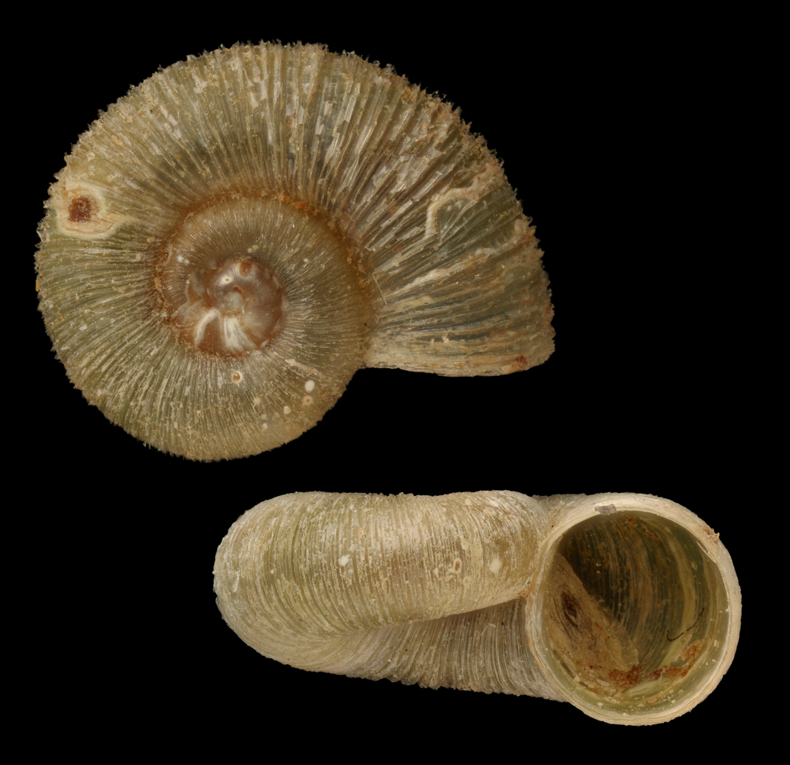 Artfakta från SLU Artdatabanken