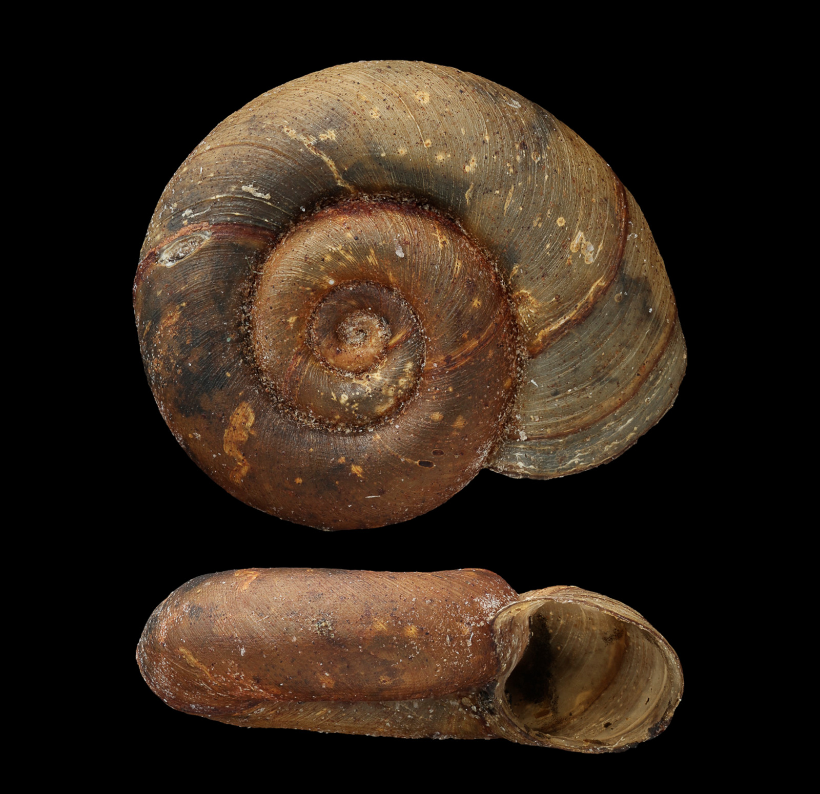 Artfakta från SLU Artdatabanken