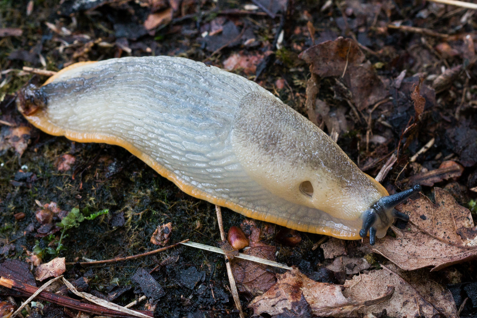 Artfakta från SLU Artdatabanken