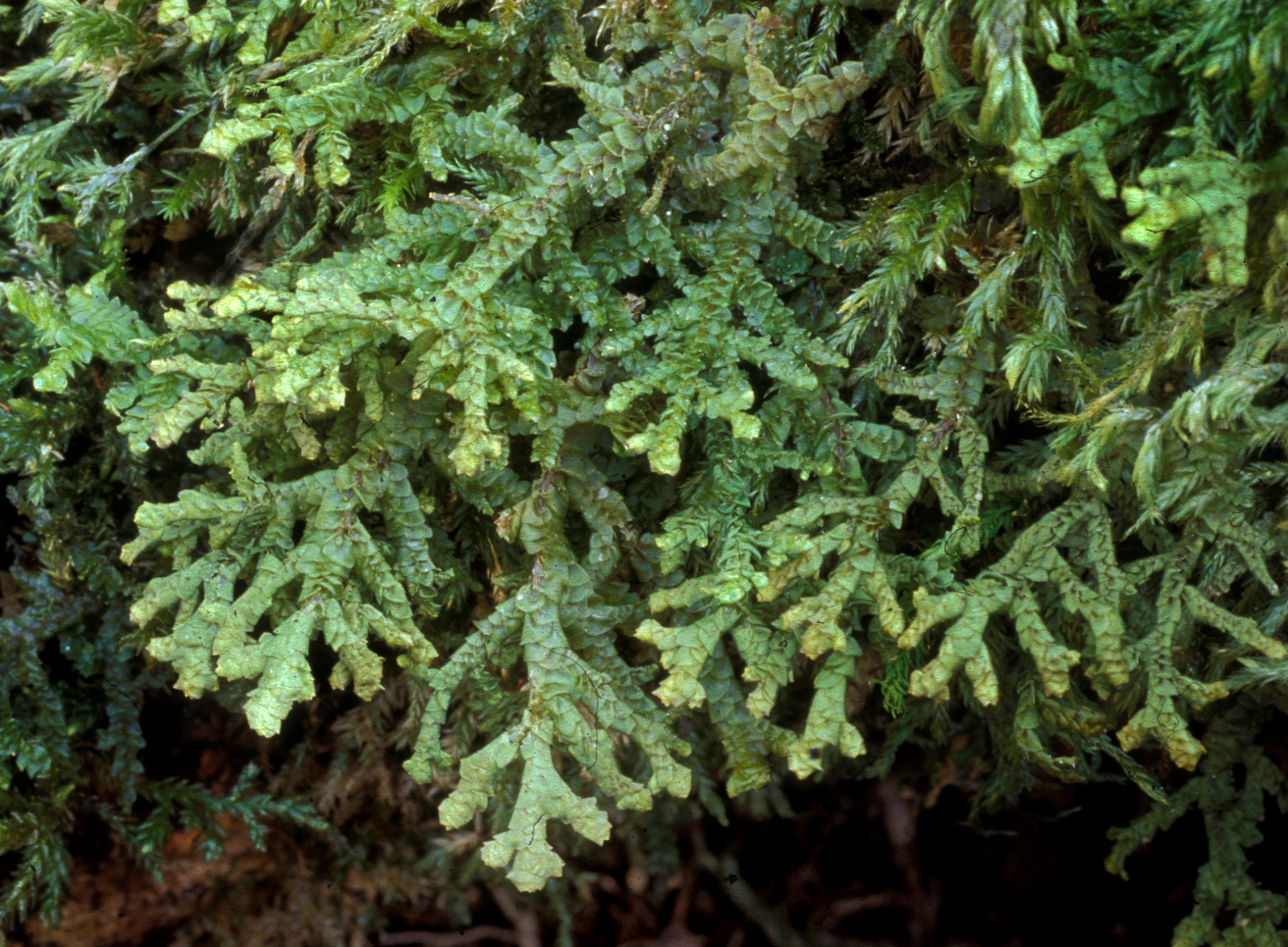 Artfakta från SLU Artdatabanken