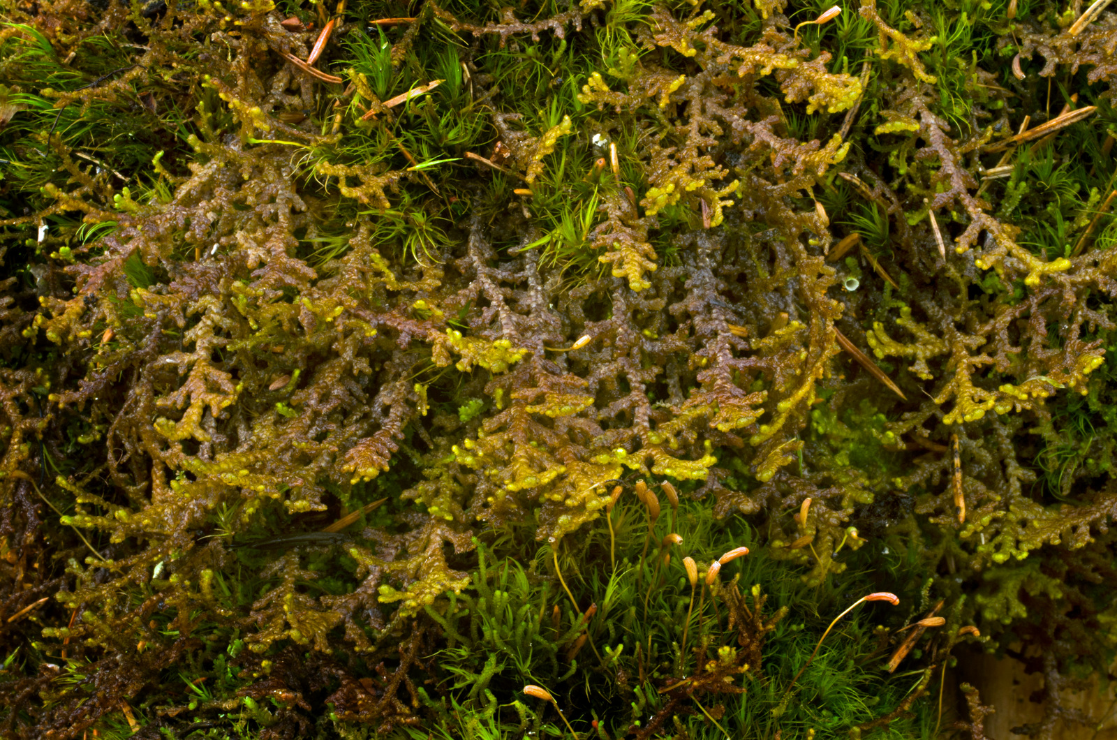 Artfakta från SLU Artdatabanken