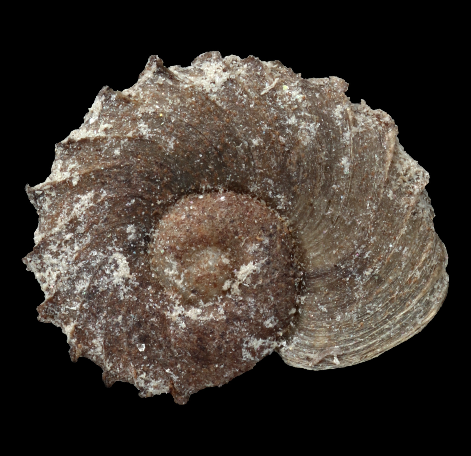 Artfakta från SLU Artdatabanken