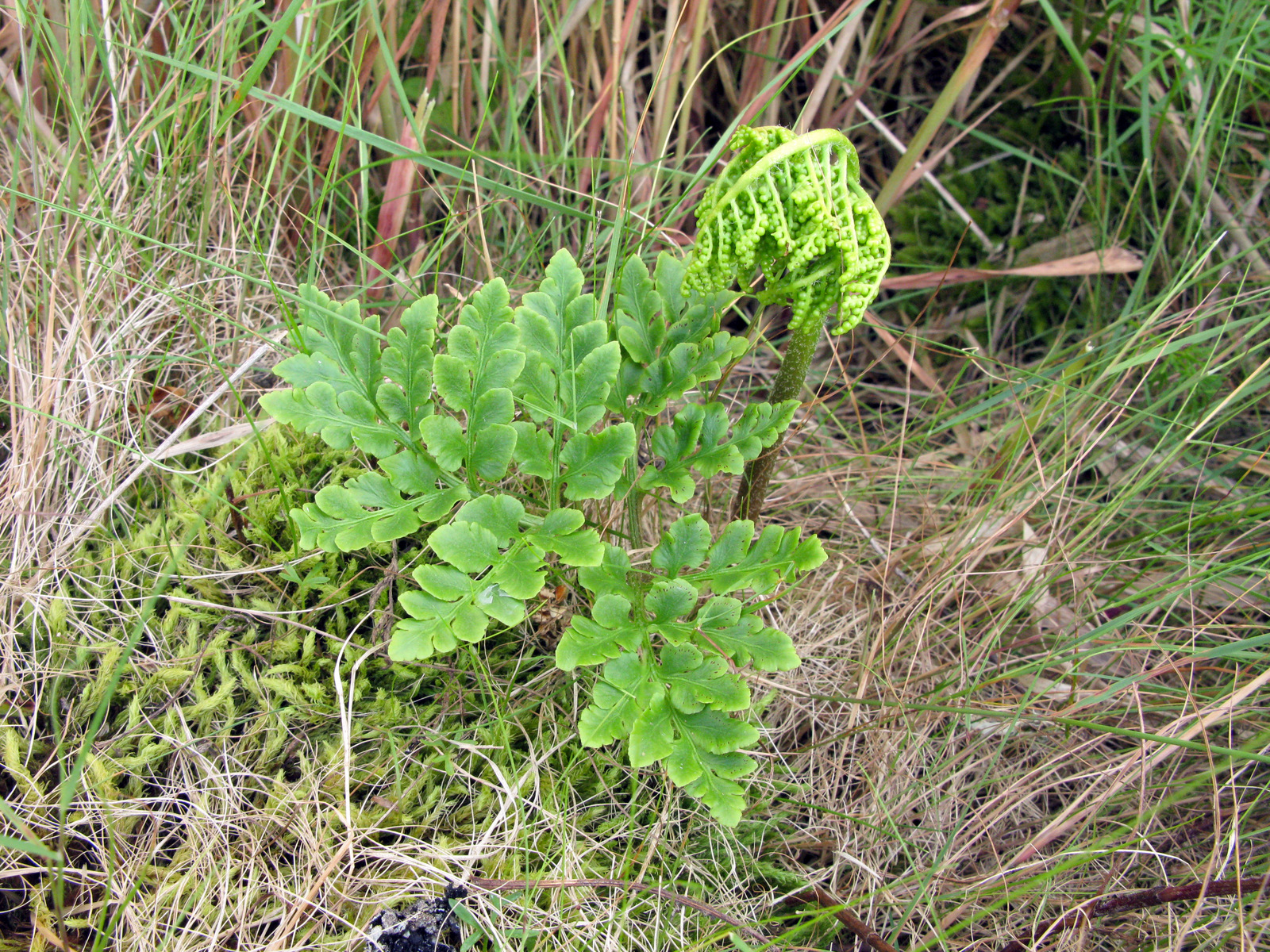 Artfakta från SLU Artdatabanken