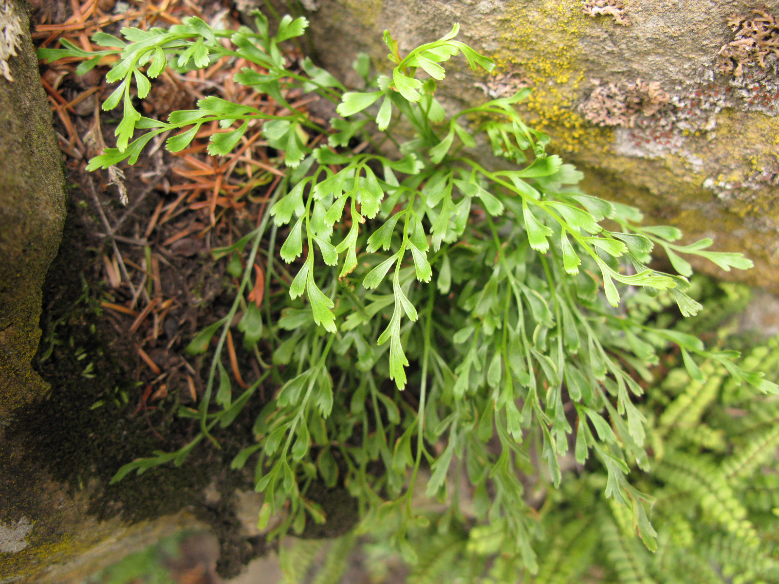 Artfakta från SLU Artdatabanken