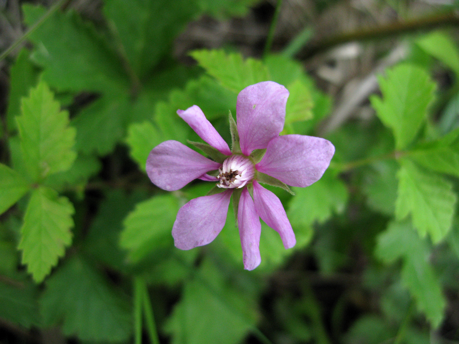 Artfakta från SLU Artdatabanken