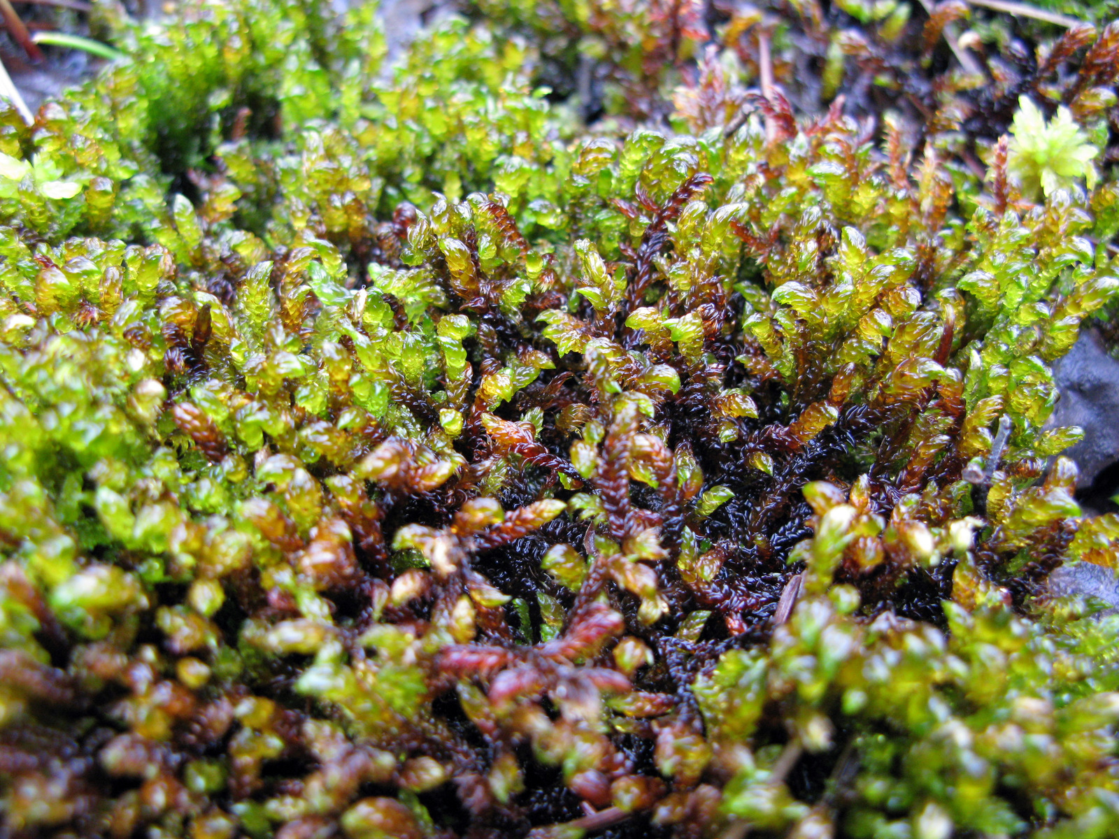 Artfakta från SLU Artdatabanken