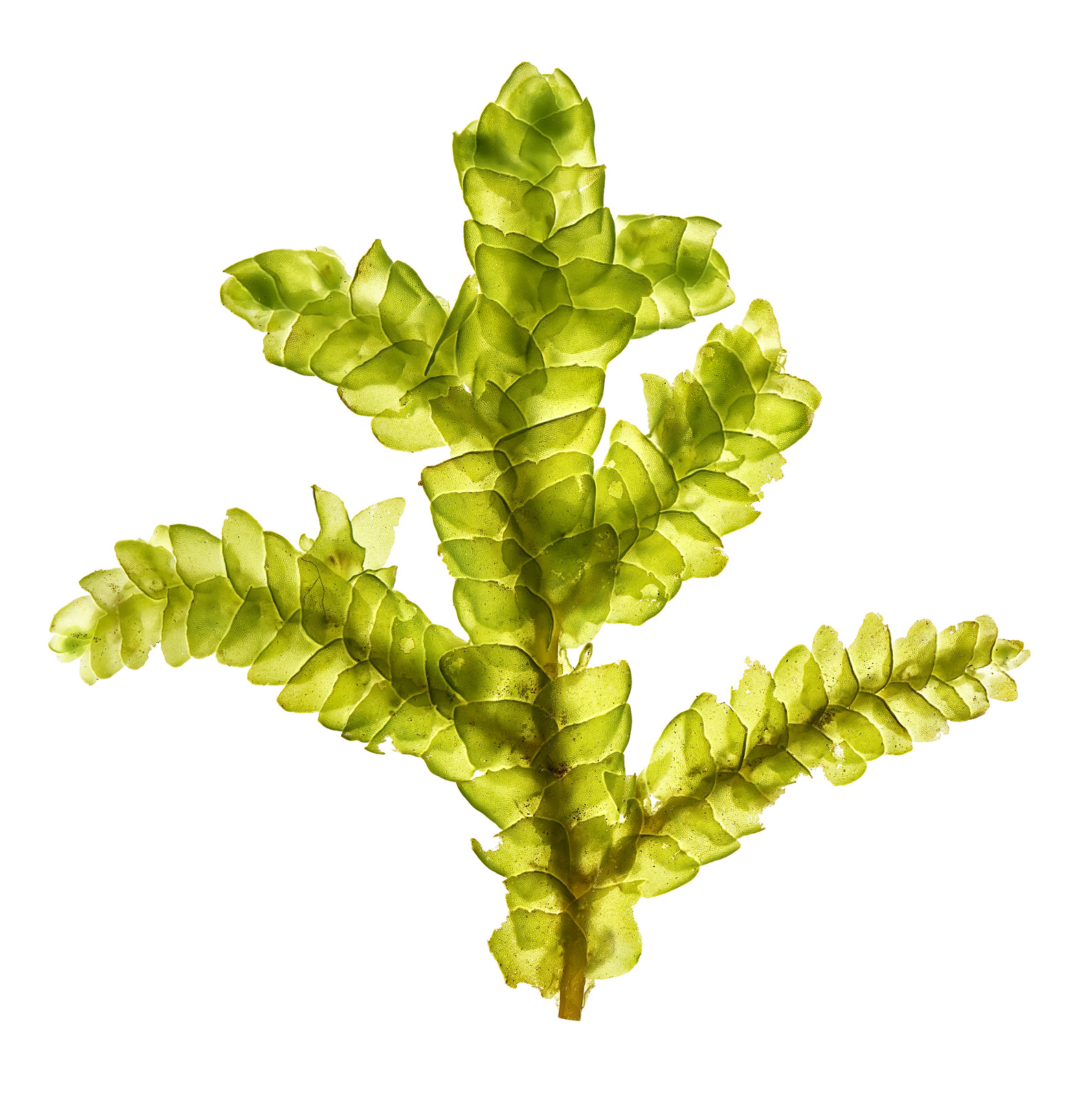 Artfakta från SLU Artdatabanken