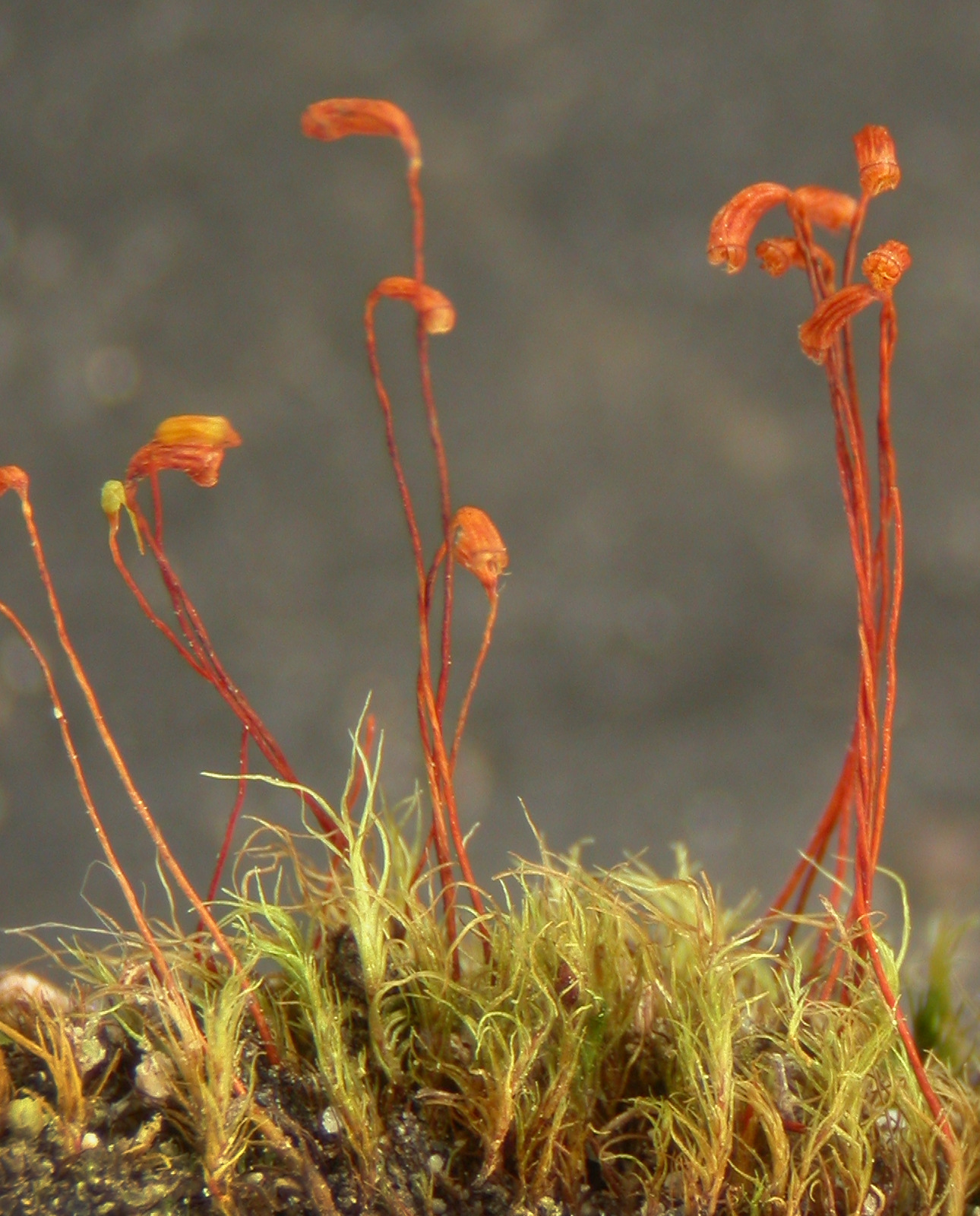 Artfakta från SLU Artdatabanken