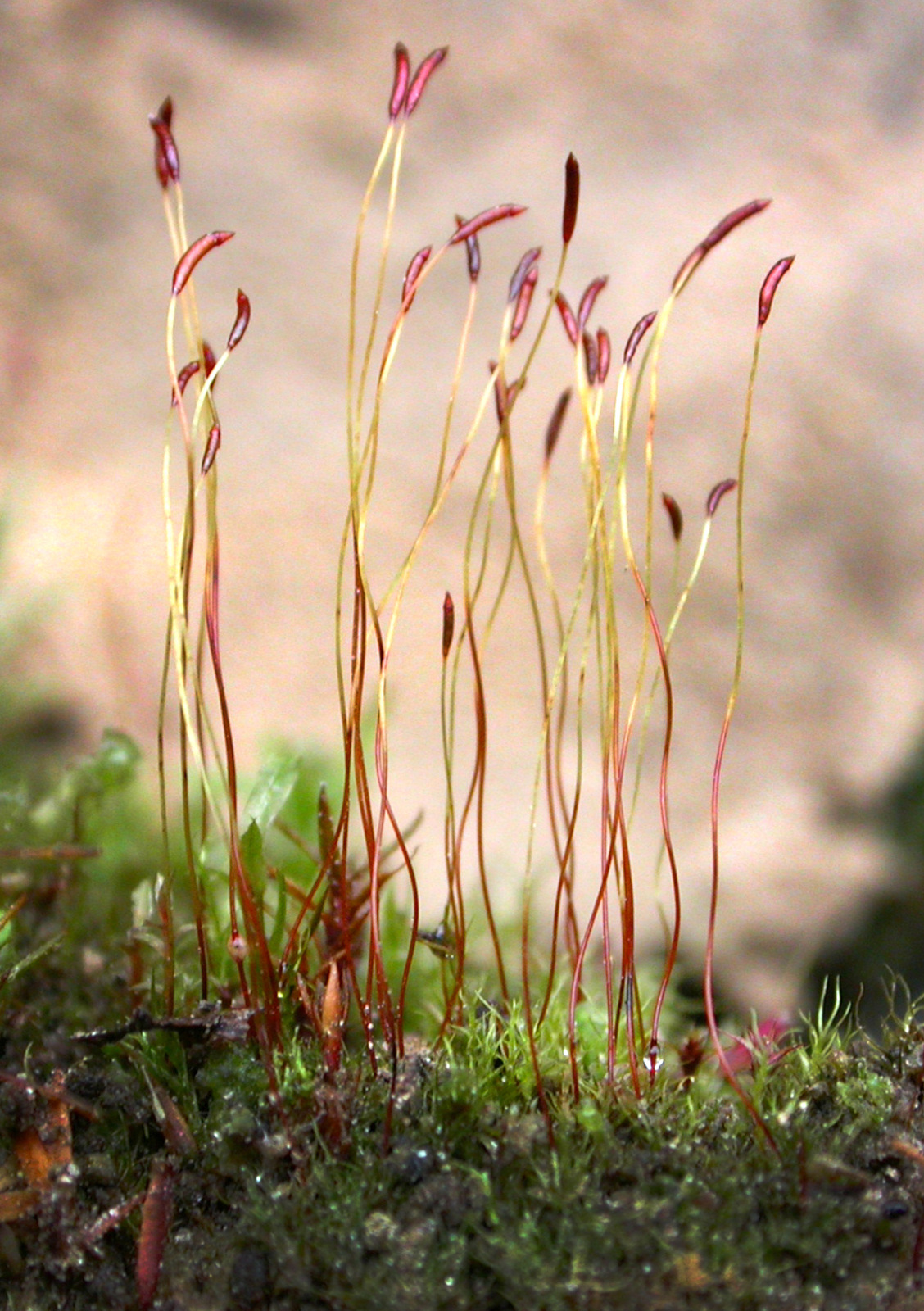 Artfakta från SLU Artdatabanken