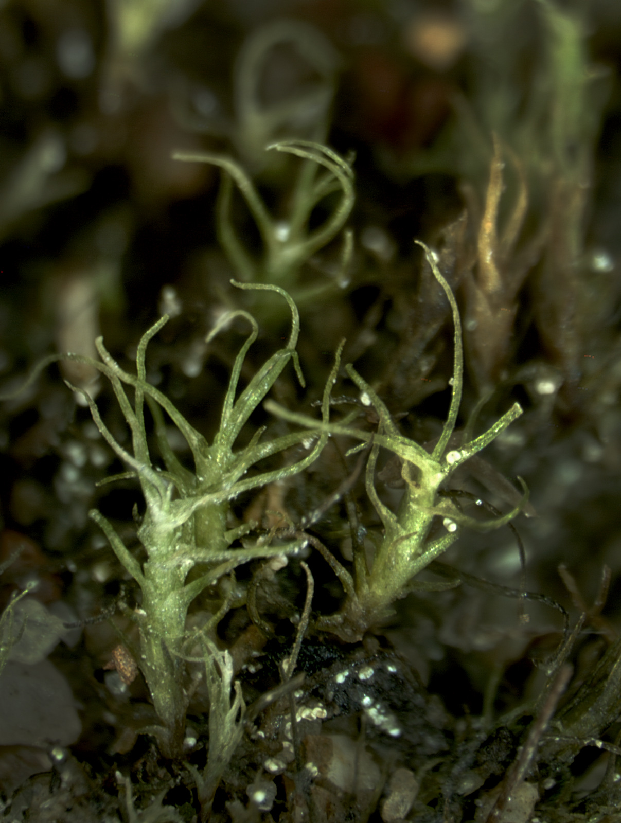 Artfakta från SLU Artdatabanken