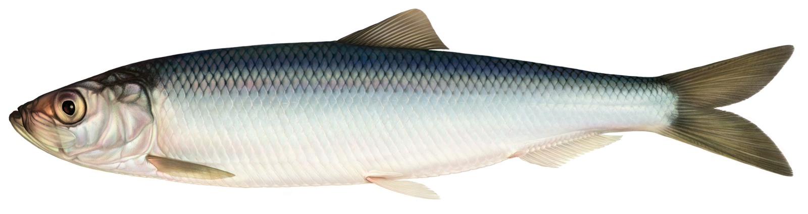 Artfakta från SLU Artdatabanken