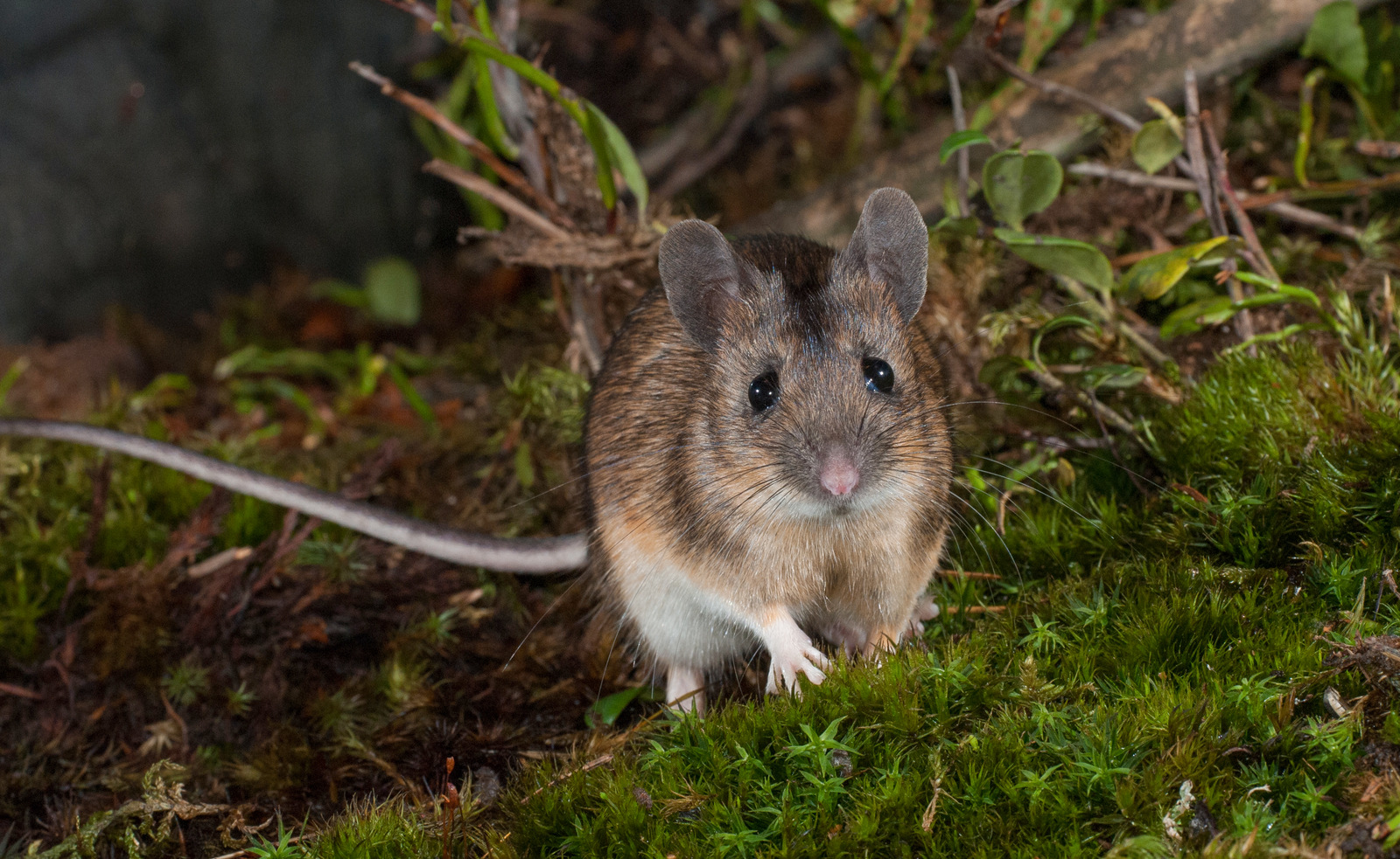 Artfakta från SLU Artdatabanken