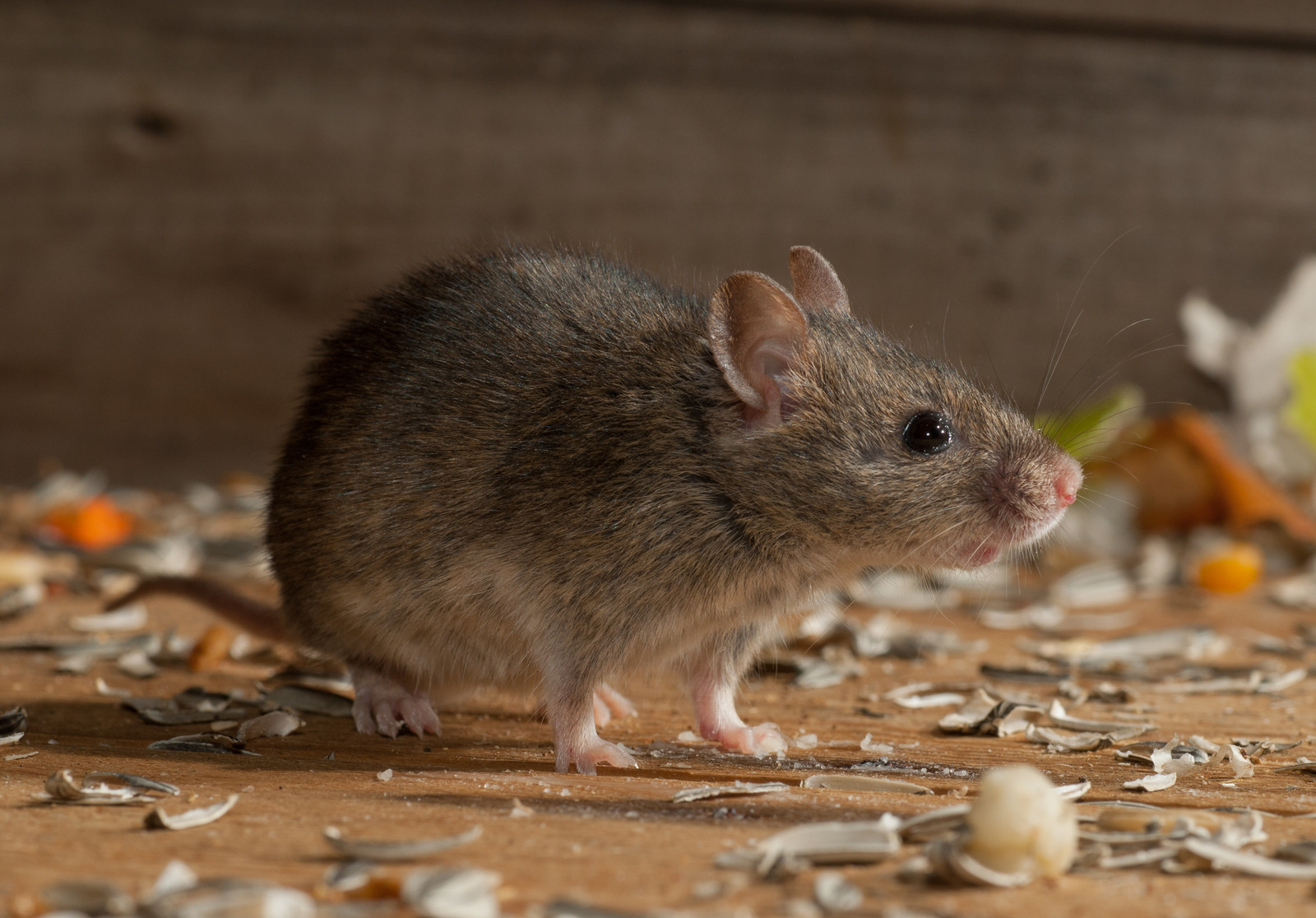 Artfakta från SLU Artdatabanken