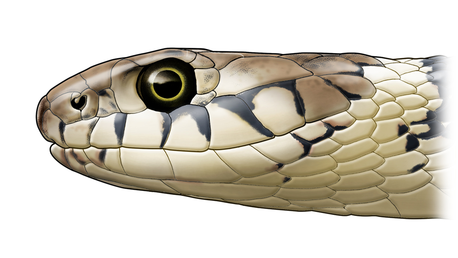 Artfakta från SLU Artdatabanken