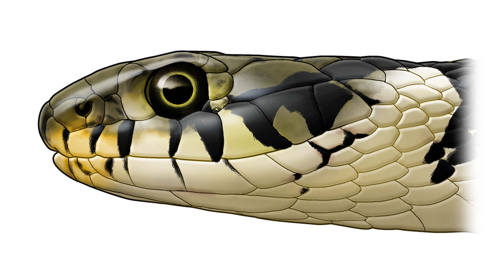 Artfakta från SLU Artdatabanken