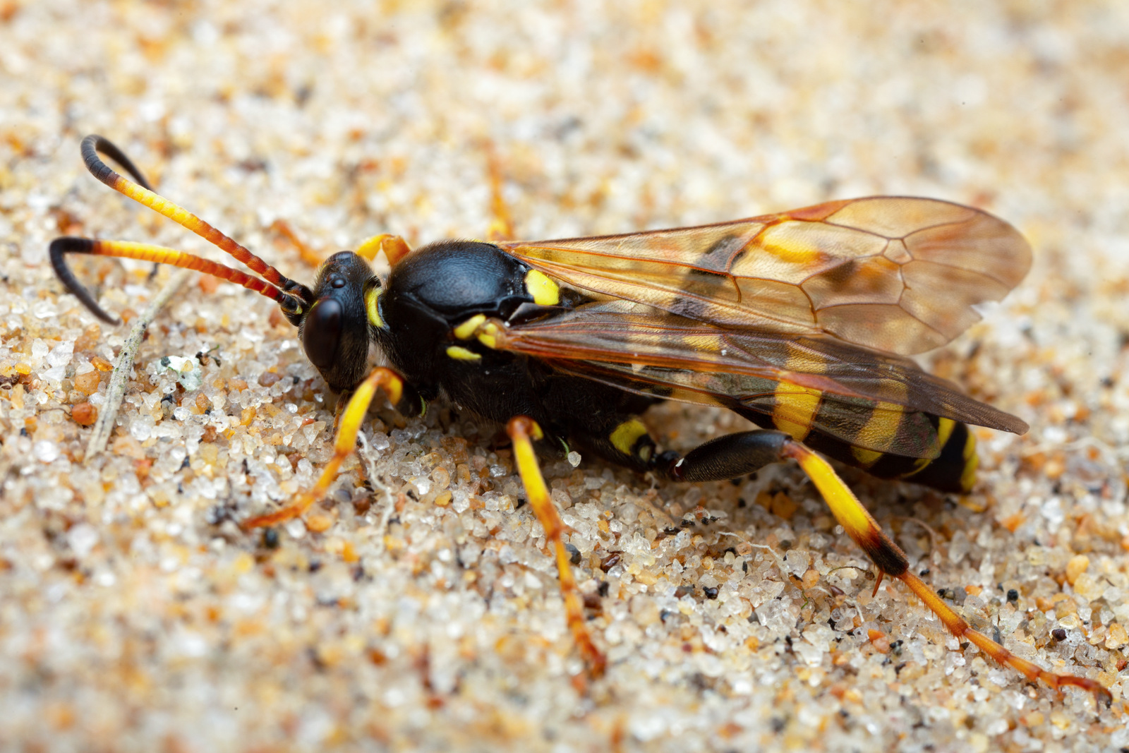 Artfakta från SLU Artdatabanken