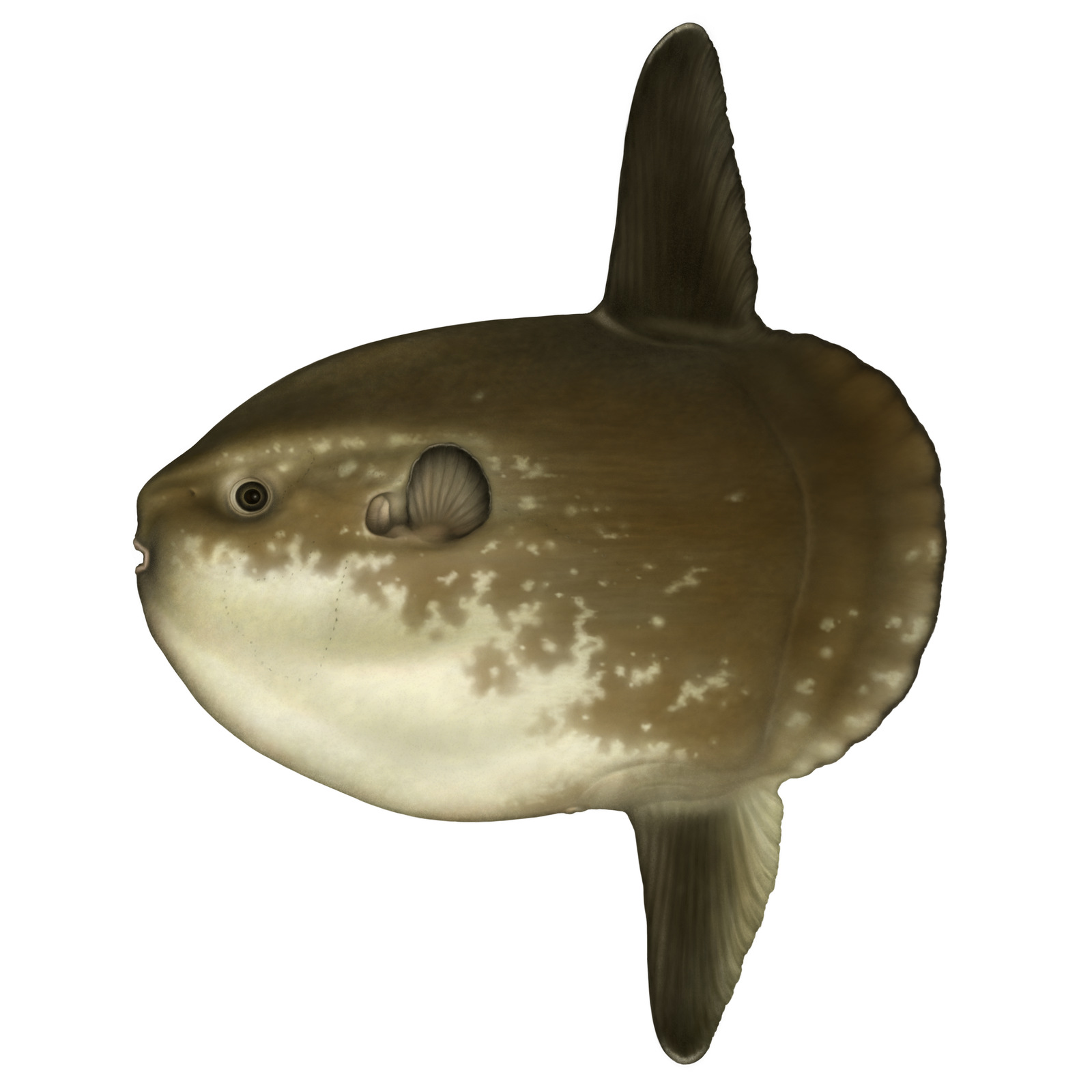 Artfakta från SLU Artdatabanken