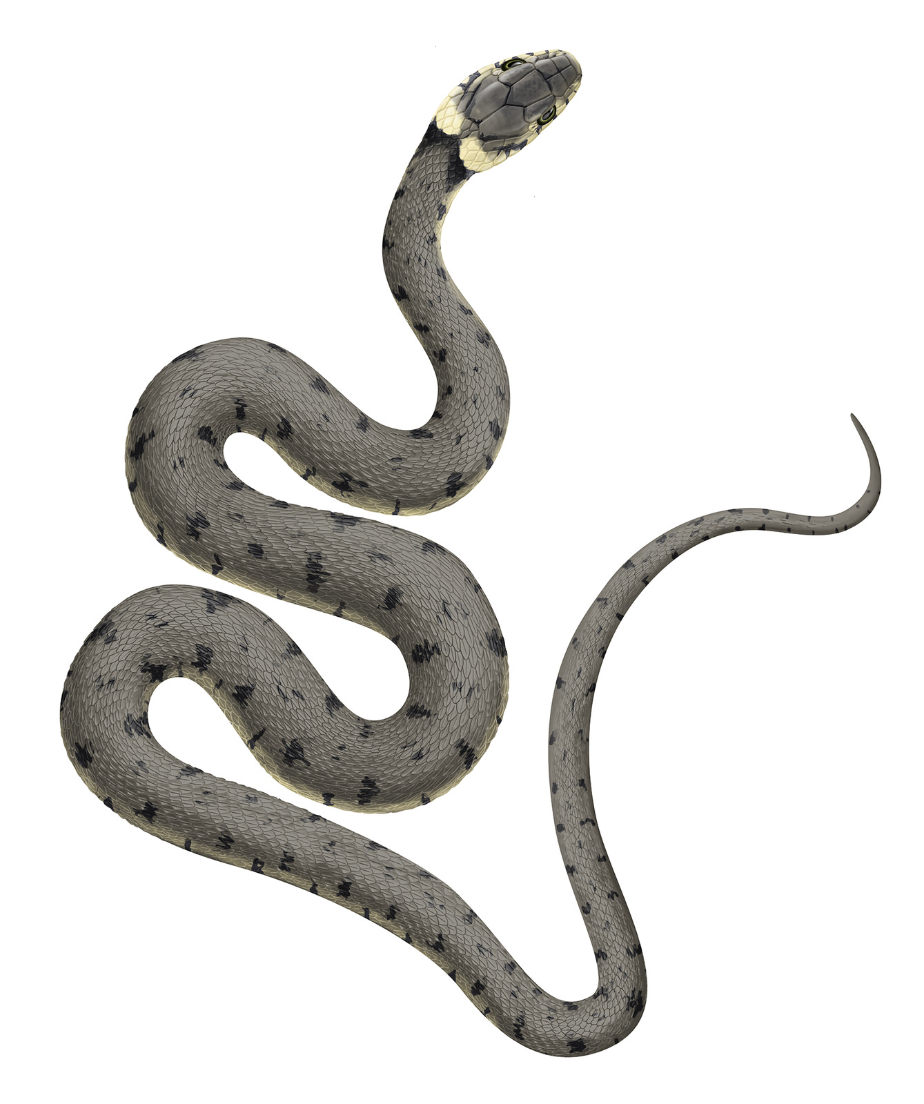 Artfakta från SLU Artdatabanken