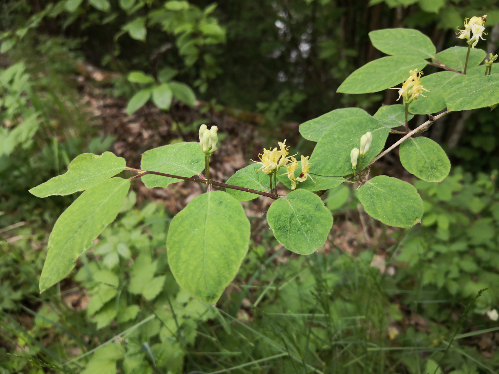 Artfakta från SLU Artdatabanken