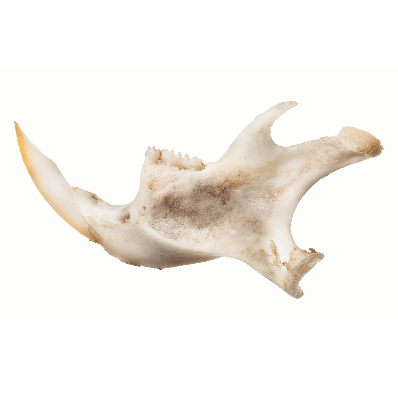 Artfakta från SLU Artdatabanken