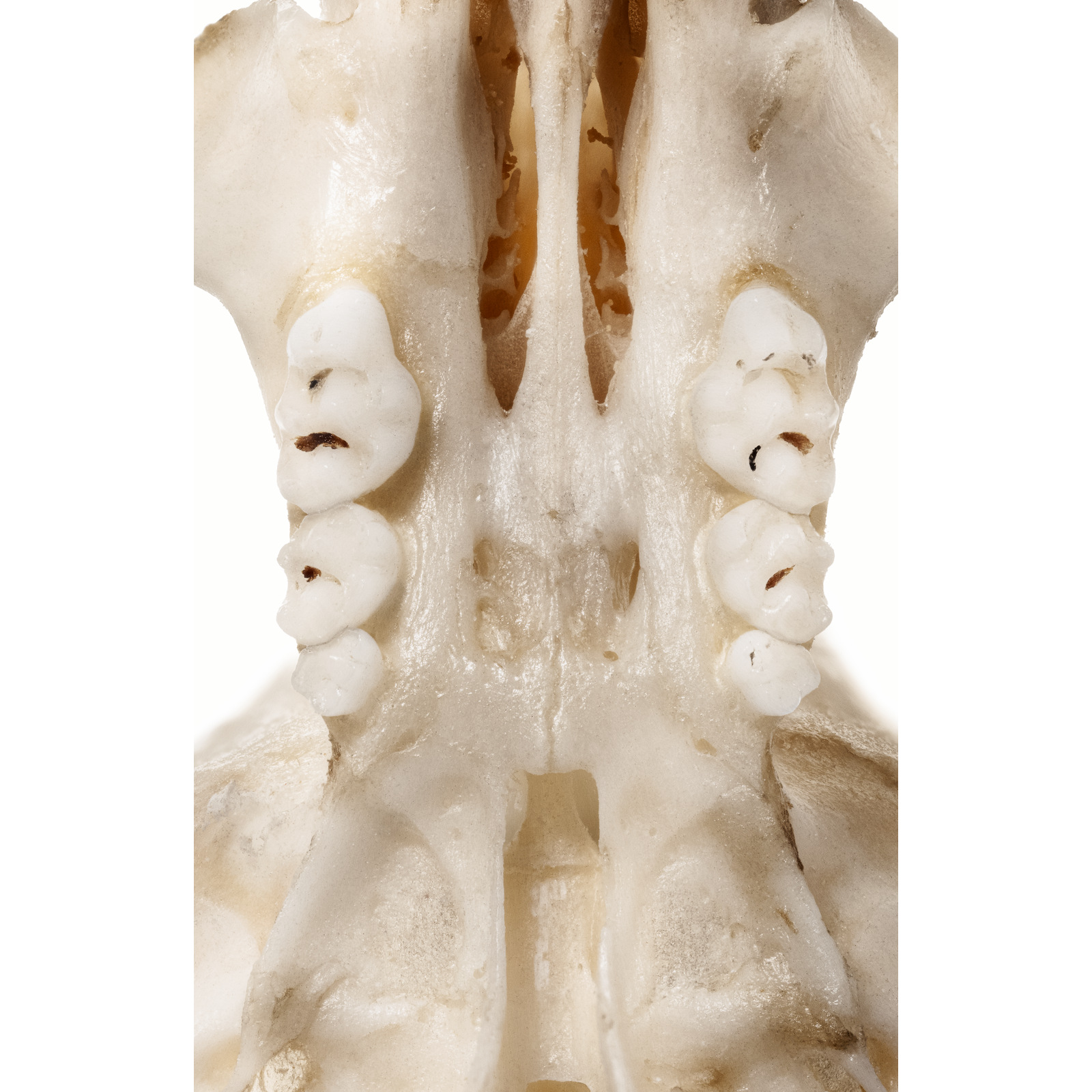 Artfakta från SLU Artdatabanken