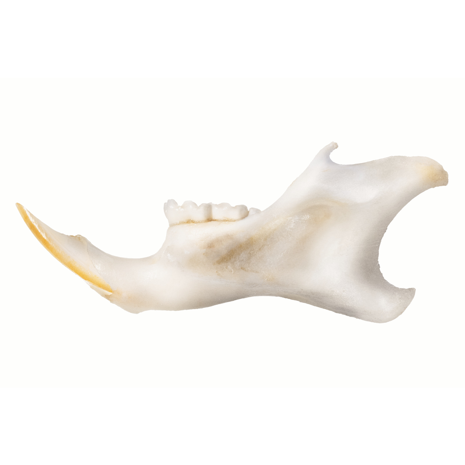 Artfakta från SLU Artdatabanken