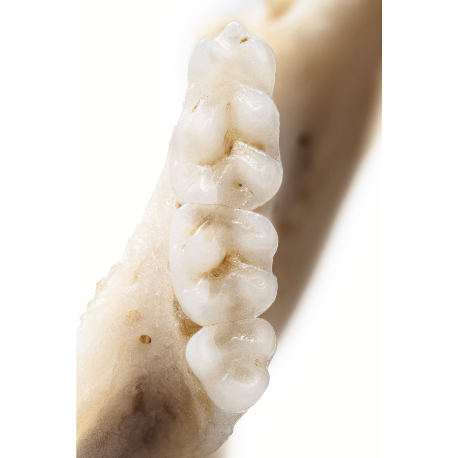 Artfakta från SLU Artdatabanken