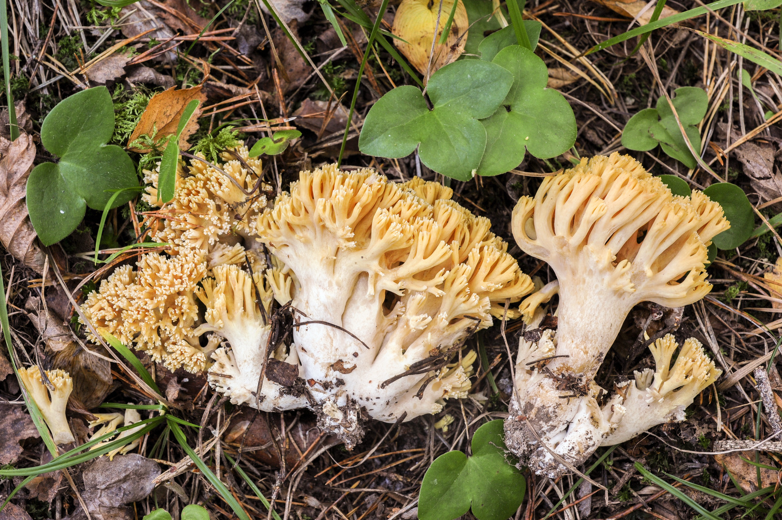 Artfakta från SLU Artdatabanken