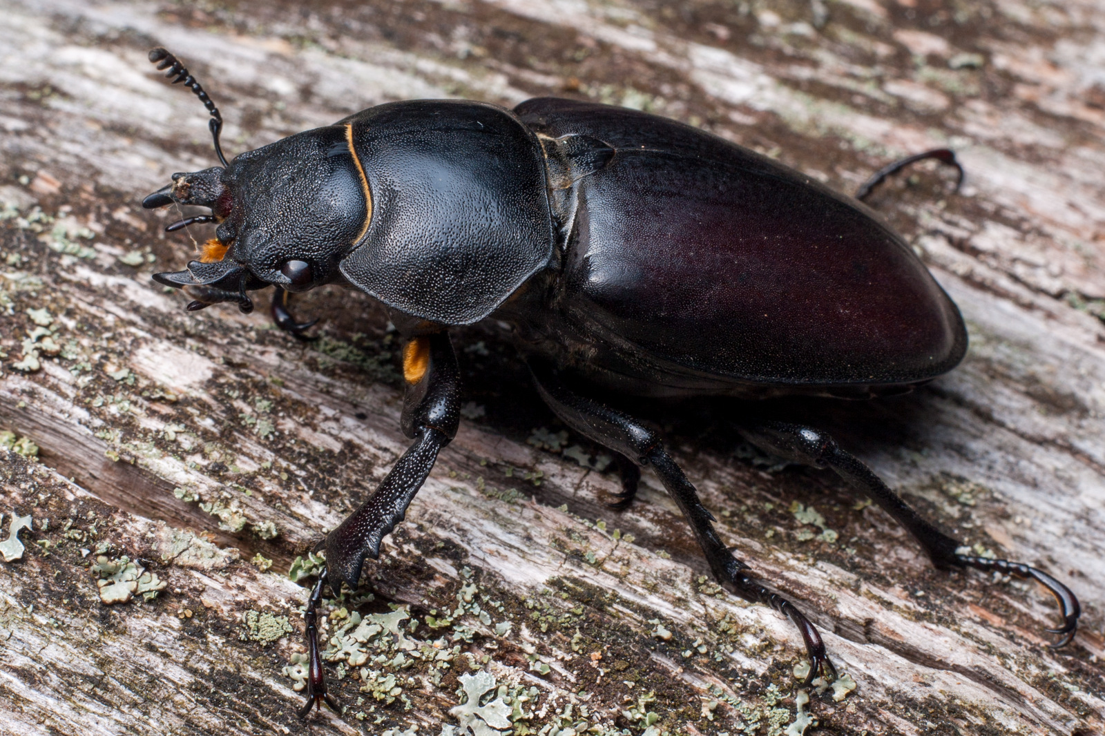 Artfakta från SLU Artdatabanken