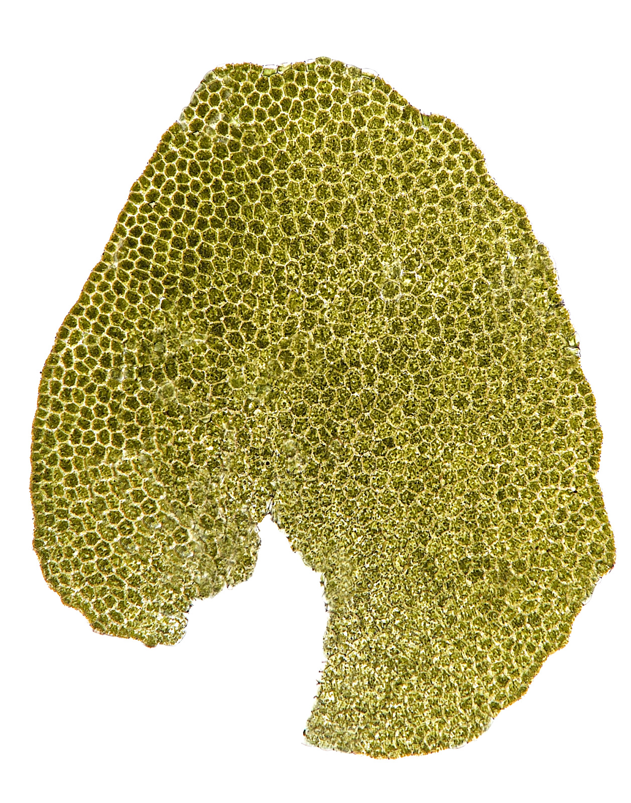 Artfakta från SLU Artdatabanken