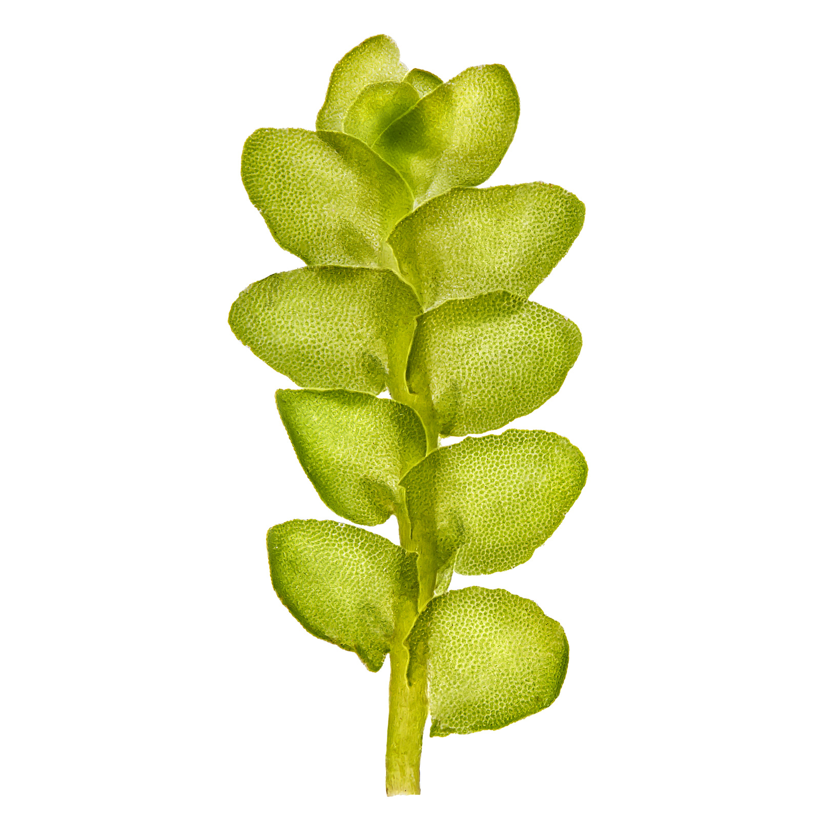 Artfakta från SLU Artdatabanken