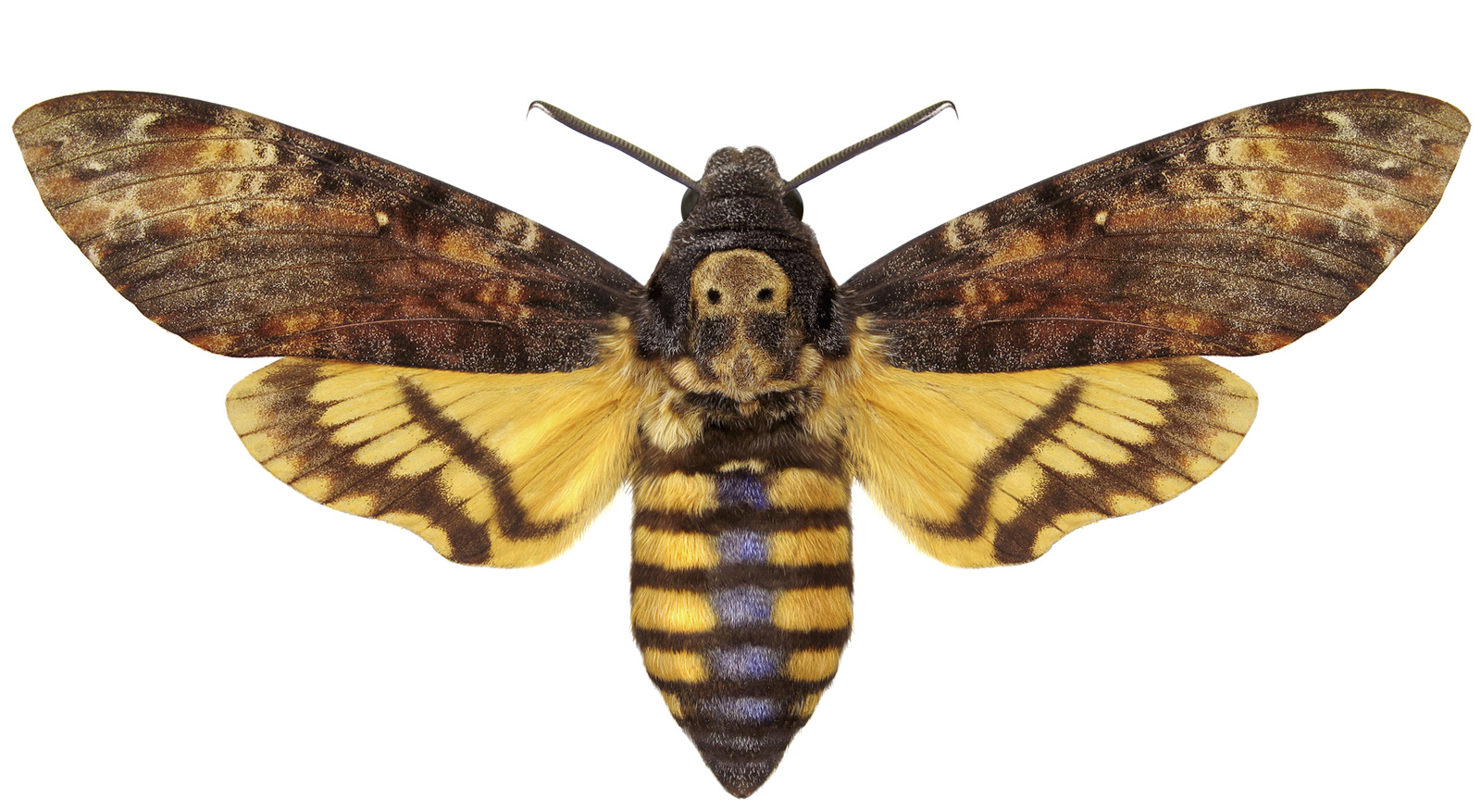 Artfakta från SLU Artdatabanken