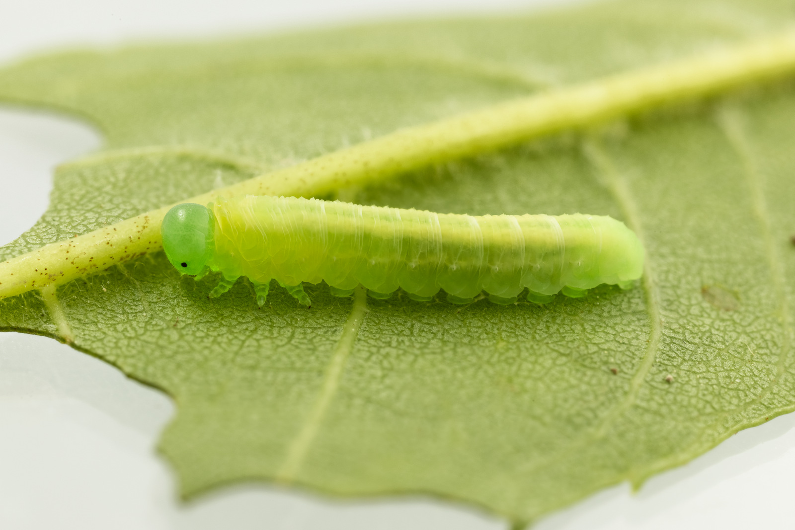 Artfakta från SLU Artdatabanken