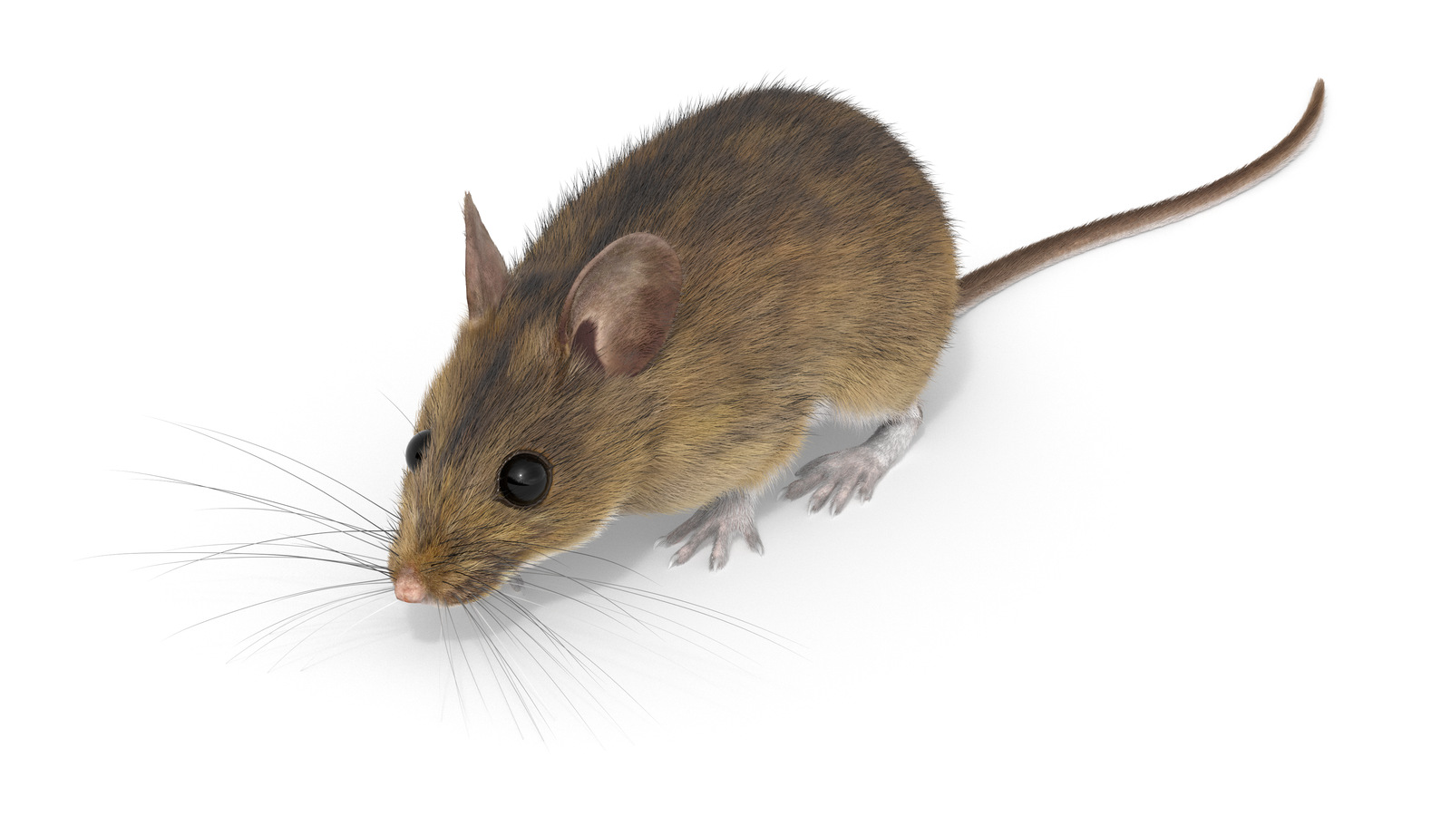 Artfakta från SLU Artdatabanken